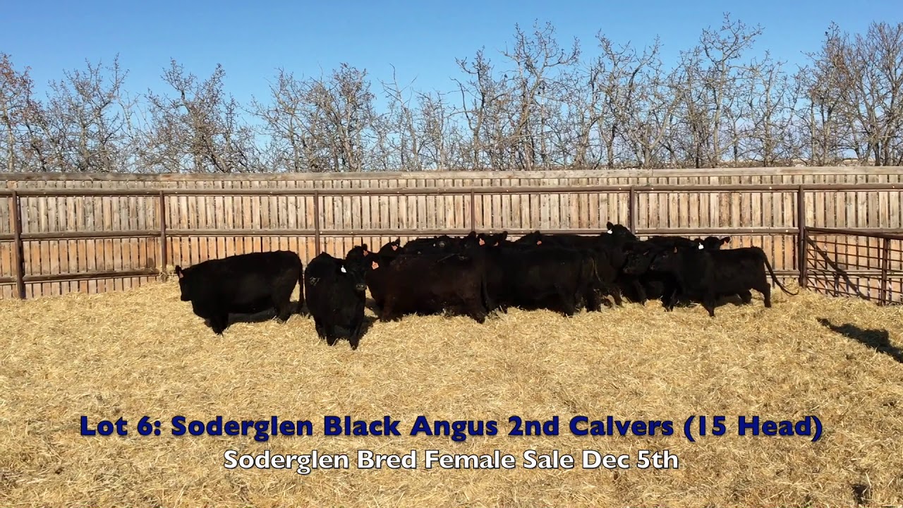 Soderglen Bred Female Sale 2020 - Lot 6 - YouTube