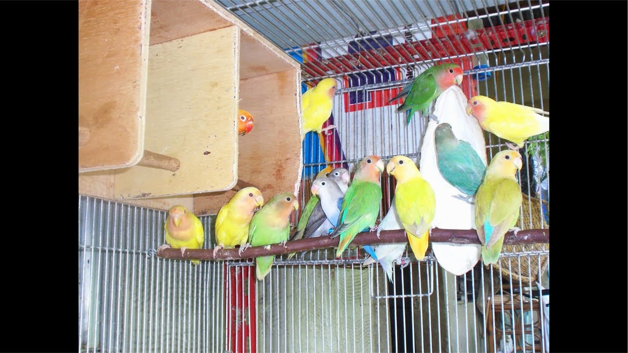 Heera birds live birds pet animals videos - YouTube