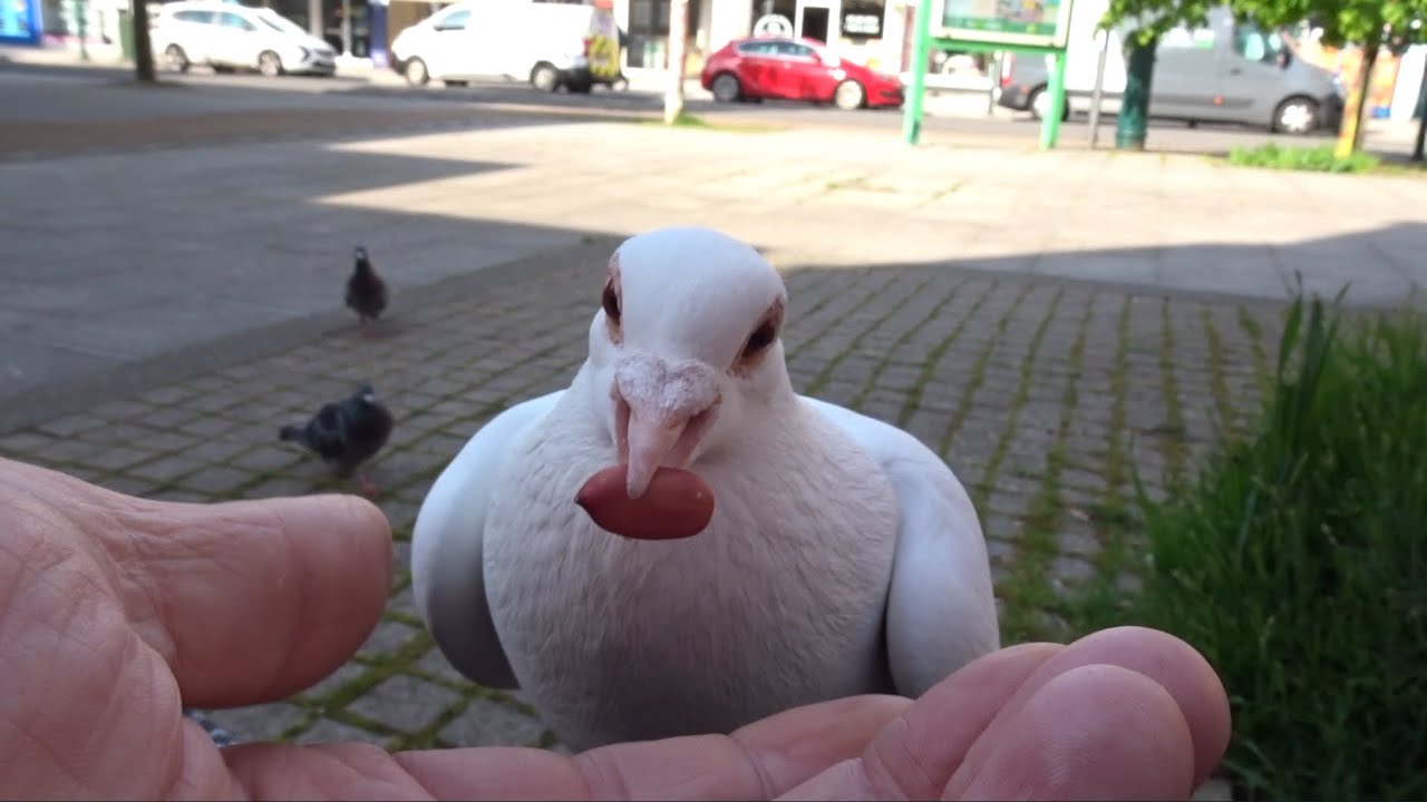 Pigeons Make Me Smile - YouTube