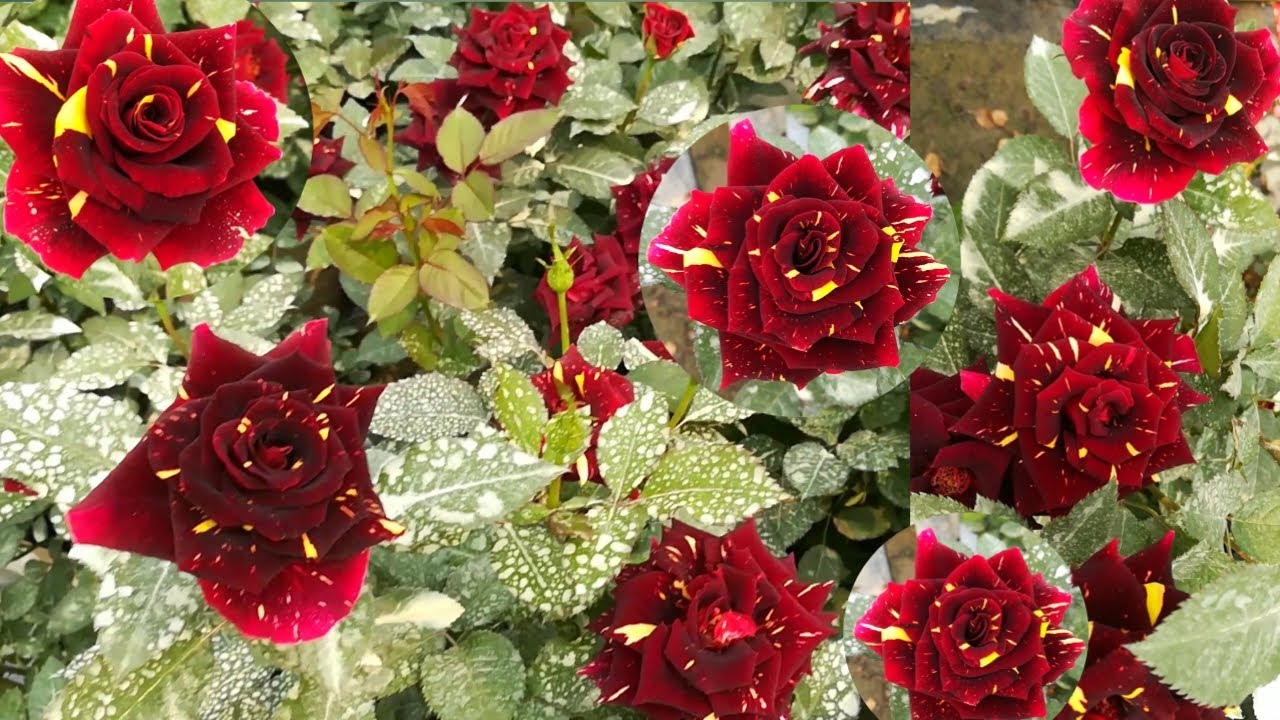 Abracadabra Rose Variety | Abracadabra Rose | Abracadabra Rose Plant ...