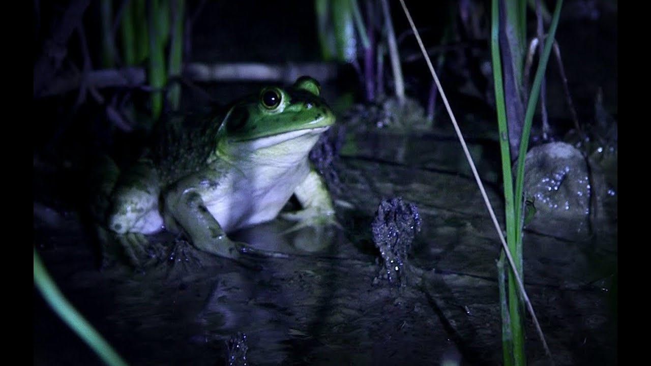 **Teaser - Catching Frogs with Miss Louisiana Meagan Crews** - YouTube