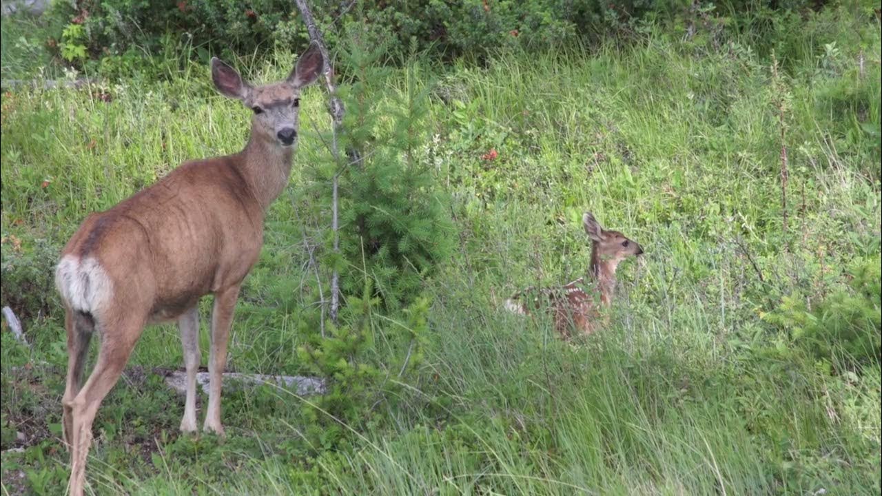 fawn HD 1080p - YouTube