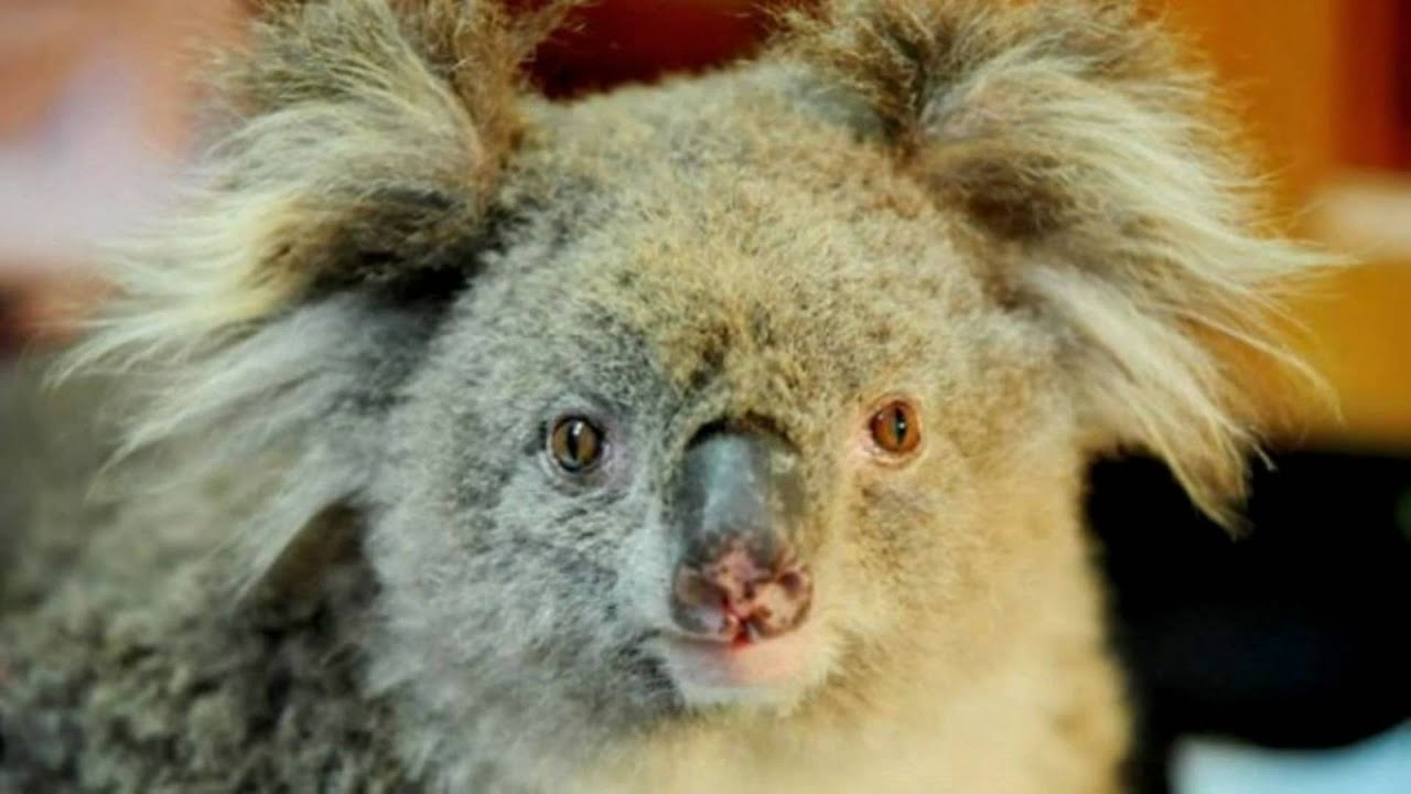 Sam the Koala is dead (update) by CubbyHouseFilms HD - YouTube
