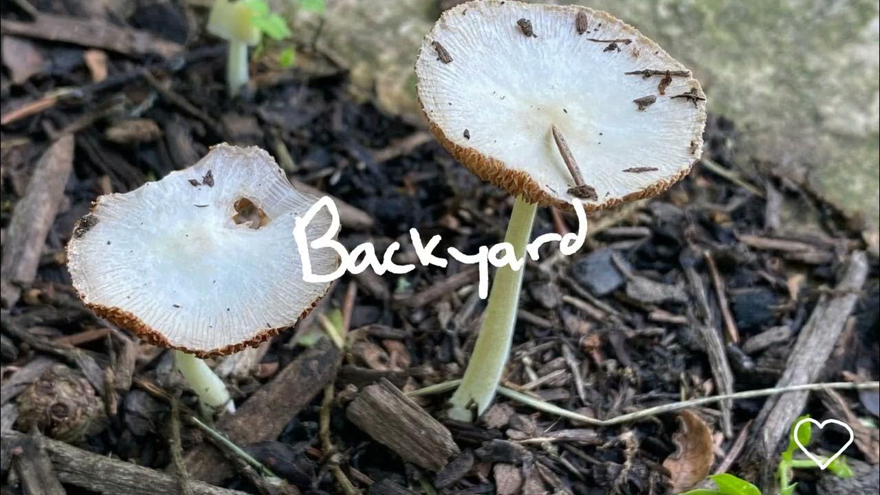 Backyard - Fund Mental Healthcare (Full Album Visualizer) - YouTube