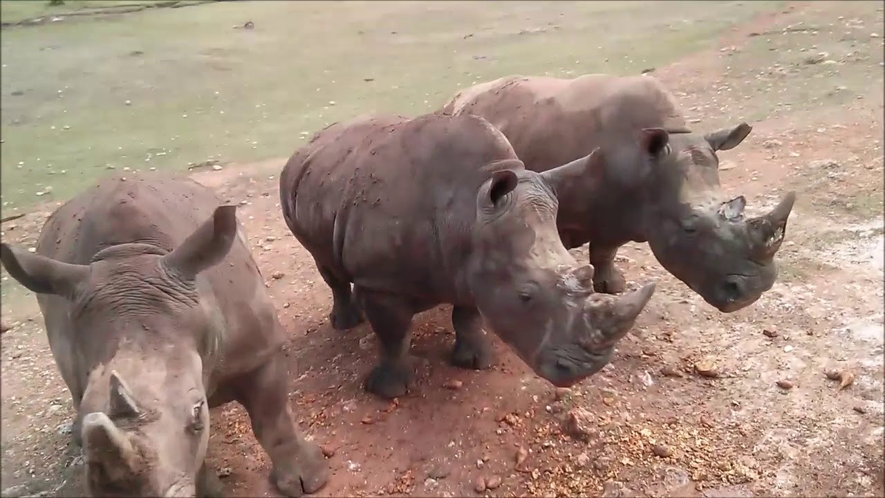 How to Visit the Cuban National Zoo - YouTube