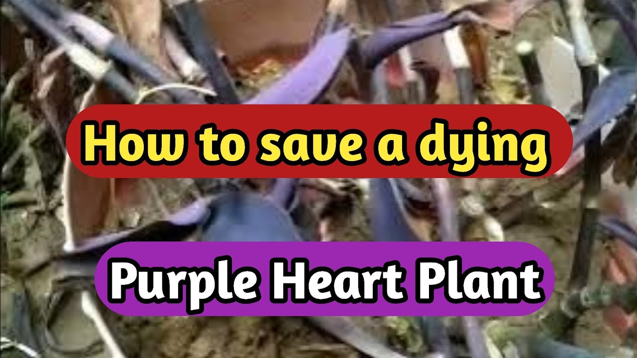 How to save a dying purple heart plant - YouTube