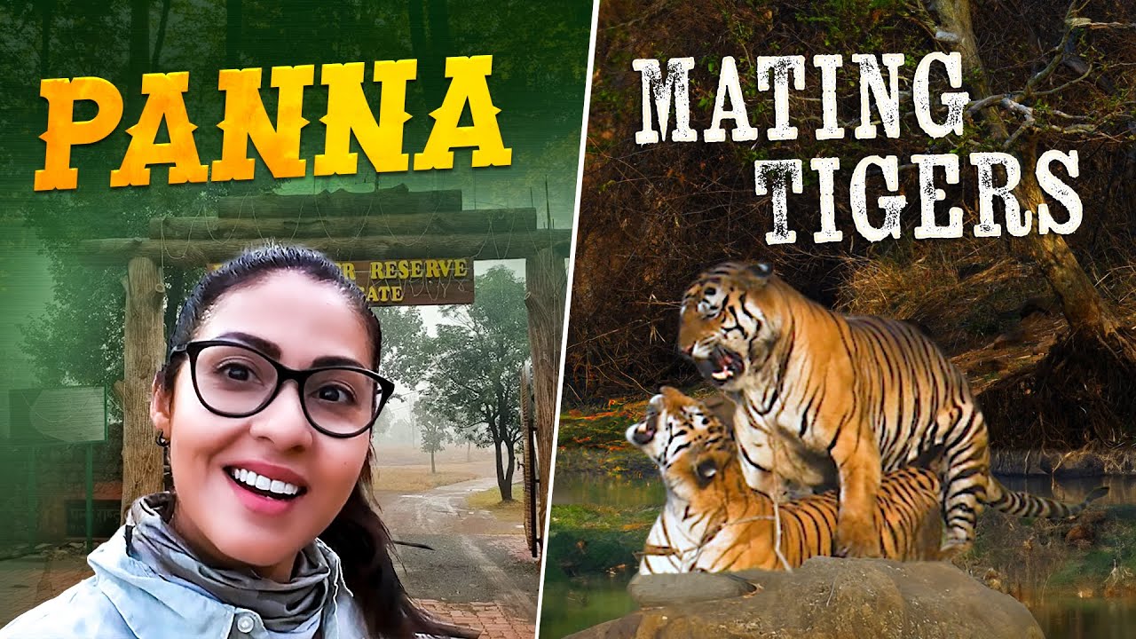 Tigers Mating | Rare Sighting | Panna Tiger Reserve | #wildlife #trending #tiger # ...
