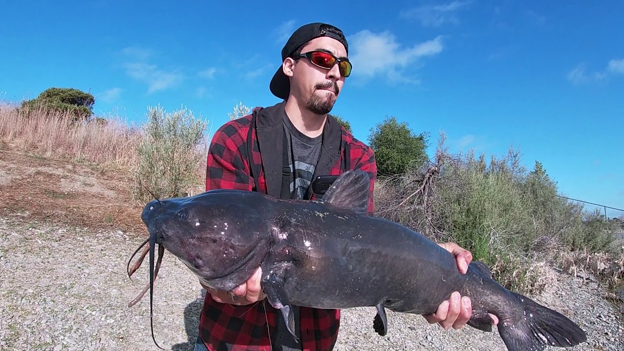 Fishing at Quarry Lakes, Fremont, Ca - YouTube