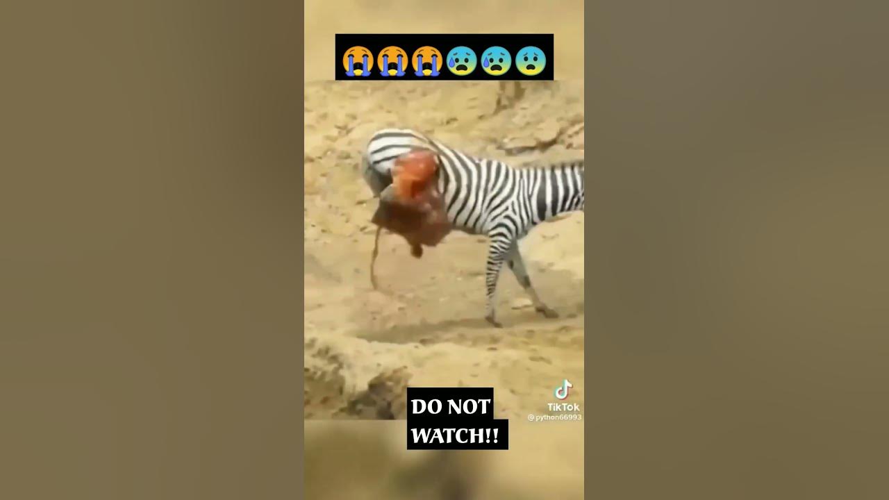 CROCODILE ATTACKS ZEBRAS!! GRAPHIC!! - YouTube