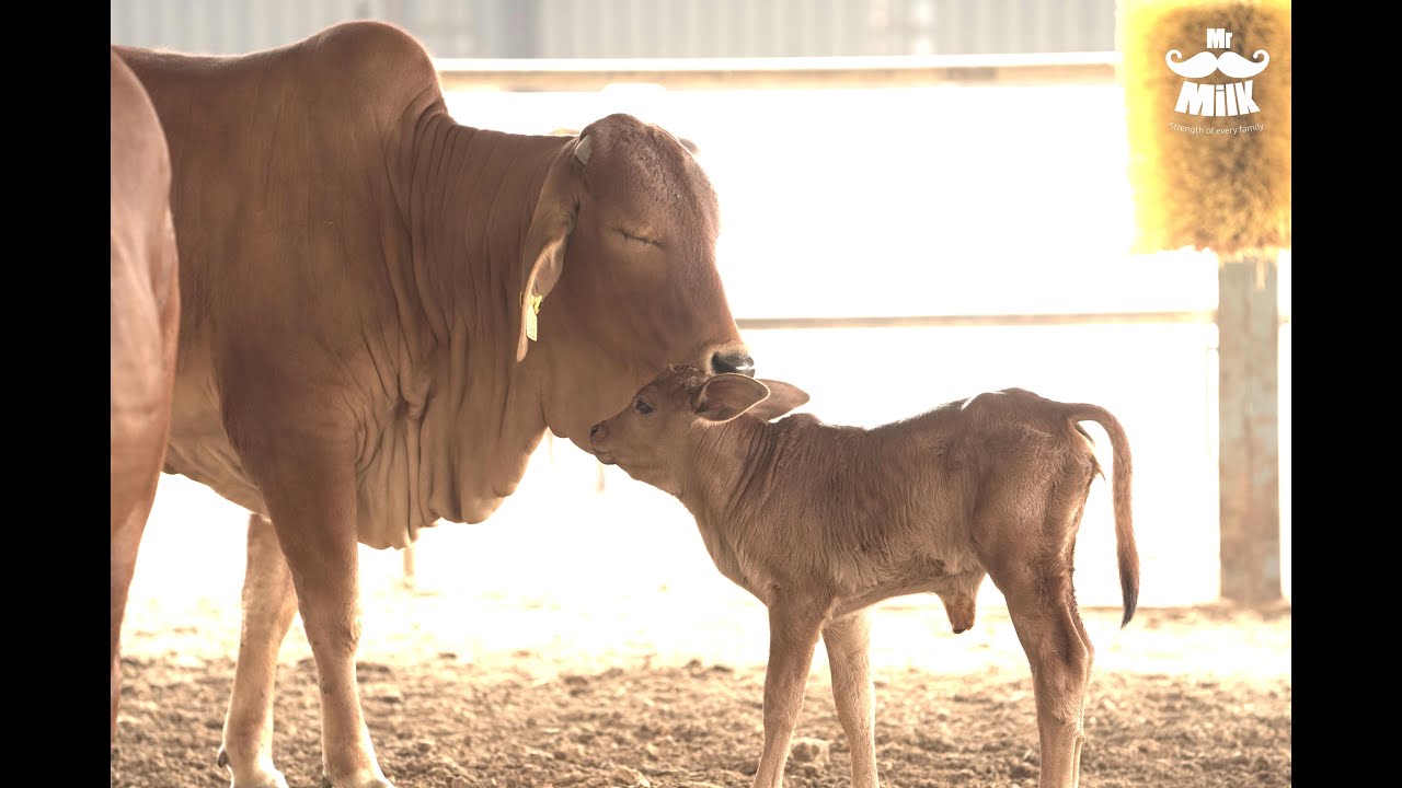 Experience the art of milking @ Mr. Milk | Biggest diary farm in pune ...