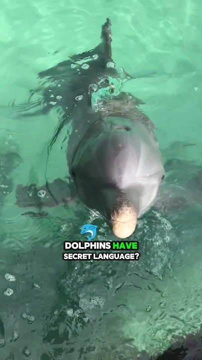 Dolphins have secret language? #facts #shorts #dolphin #animals - YouTube