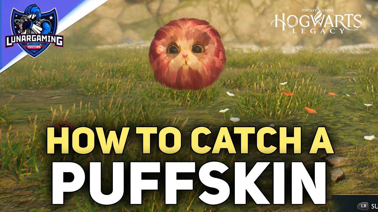 How To Catch a Puffskein Location - Hogwarts Legacy - YouTube