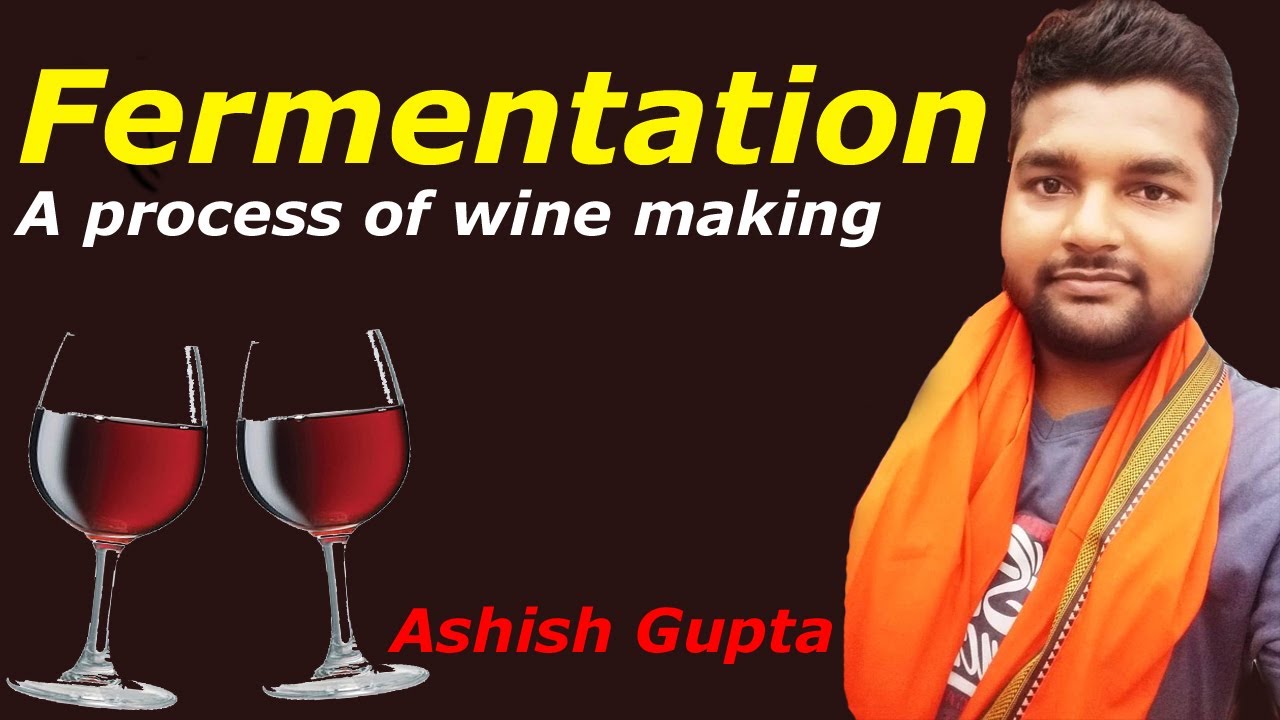 What is Fermentation| How to make wine and Alcohol| Microorganism class ...