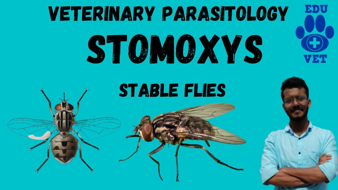 Stomoxys-The Stable fly-Veterinary Parasitology - YouTube