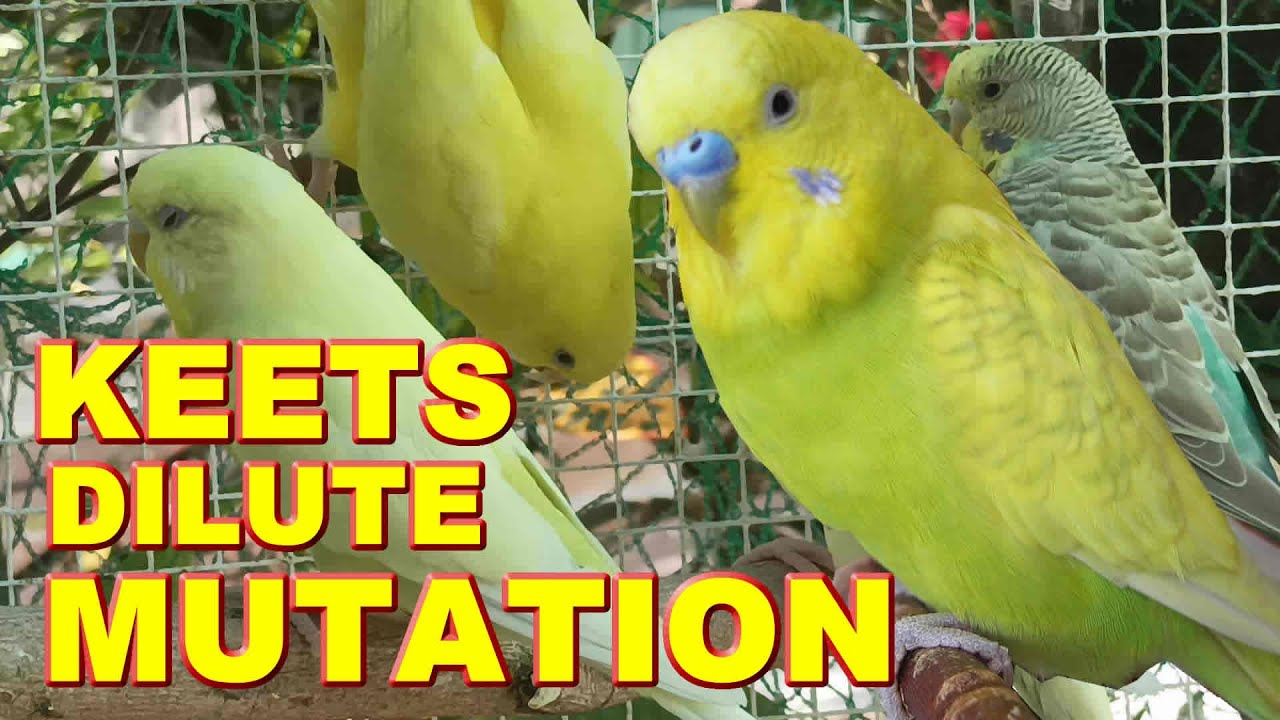 ano ang tinatawag na dilute mutation - YouTube