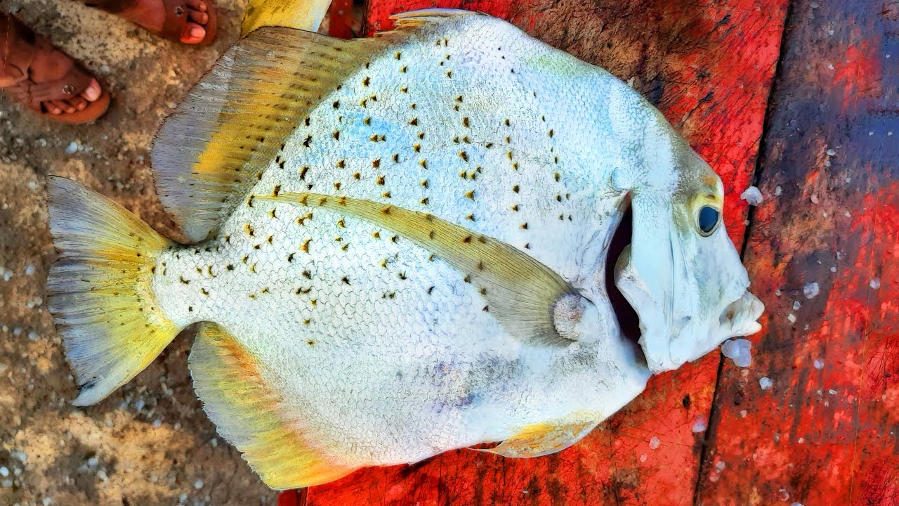 Pasumbiya Fish | Satisfactory Live Fish Cutting Skills | Fish Cutting ...