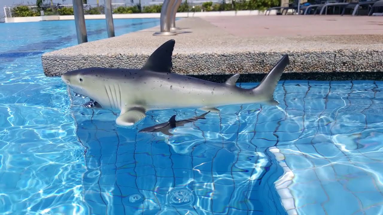 Unexpected surprise of Great White Shark at the pool !!! | TAKARA TOMY ...