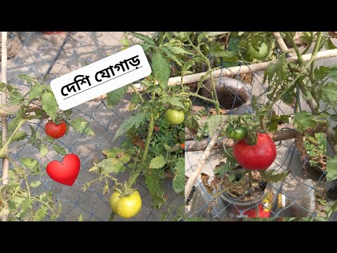 কিভাবে টমেটোর মাচা দিবেন?NAHID'S KITCHEN AND VLOGS - YouTube