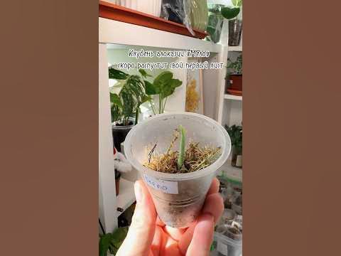 Алоказия «Мело» выпускает свой первый лист #алоказия #аликазии # ...
