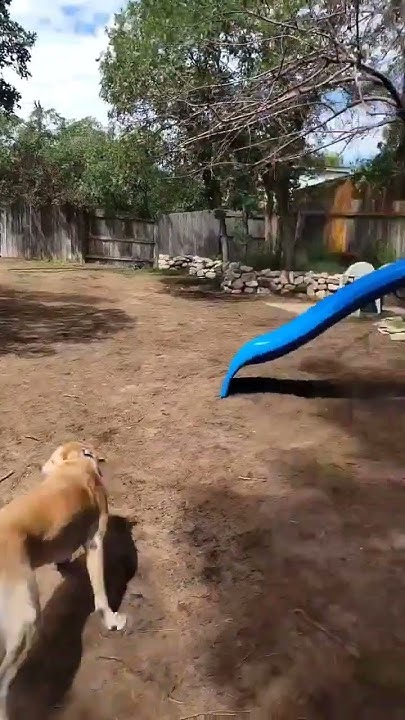 Upgrade your fetch game 🐶 - YouTube