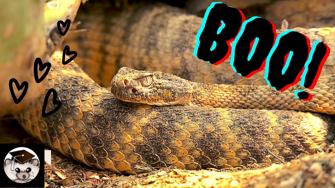 Critter ED TV Tiger Rattlesnake! (Scary Animal?) - YouTube