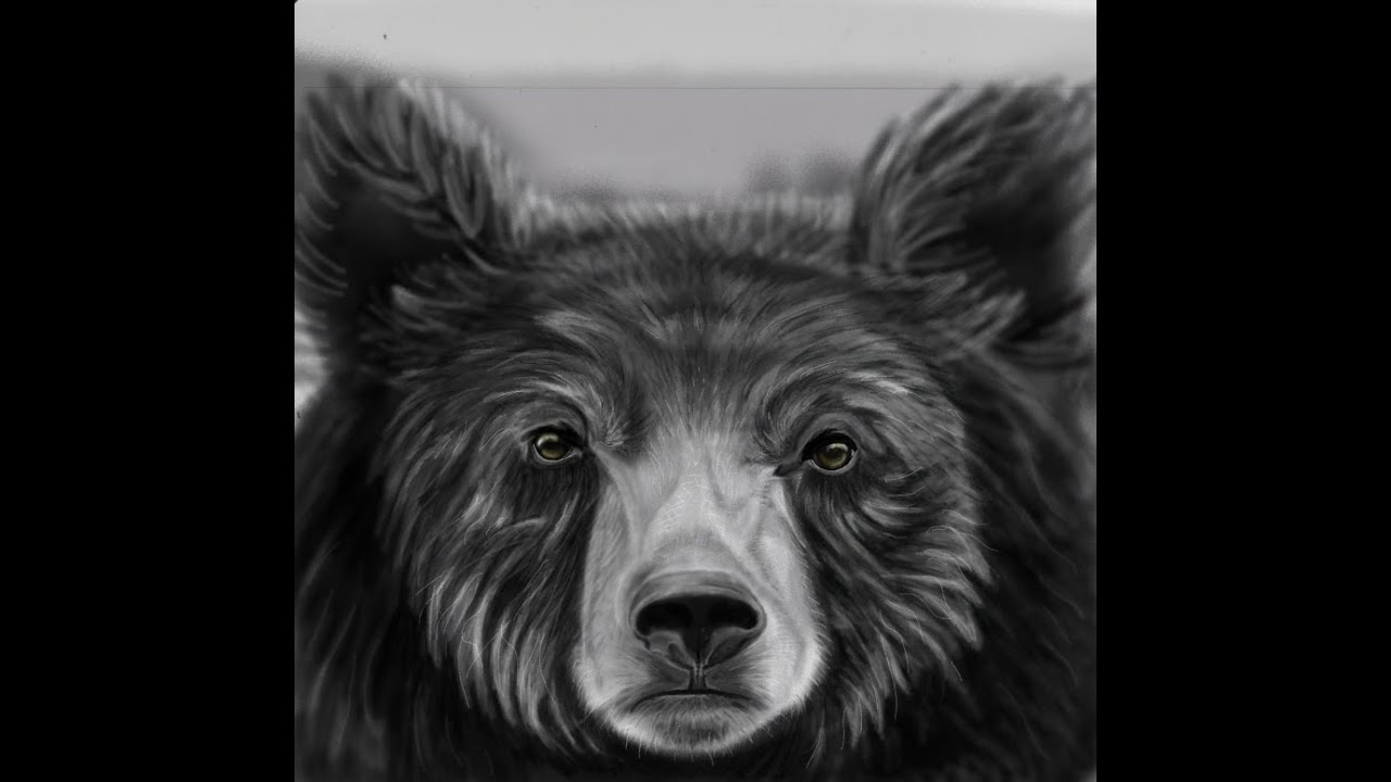 Bear Speed Drawing - YouTube