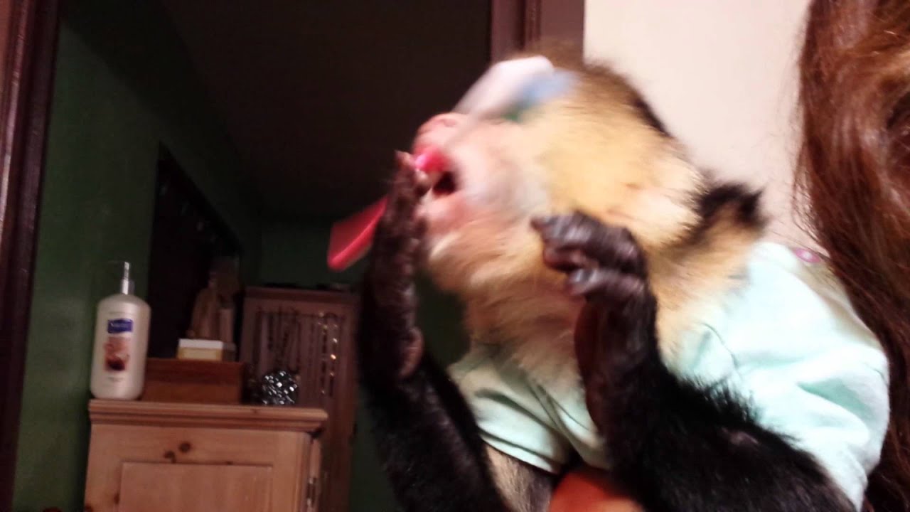 MONKEY BRUSHING TEETH LIKE A PERSON - YouTube