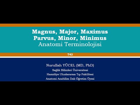 Magnus, Major, Maximus, Parvus, Minor, Minimi Anatomi Terminoojisi ...