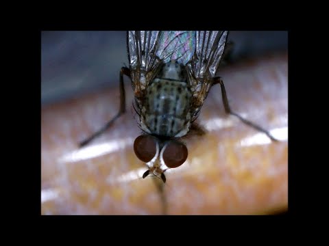 A Fly Eating and Grooming - YouTube
