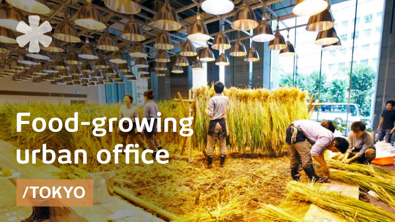 Tokyo office grows own food in vertical farm - YouTube