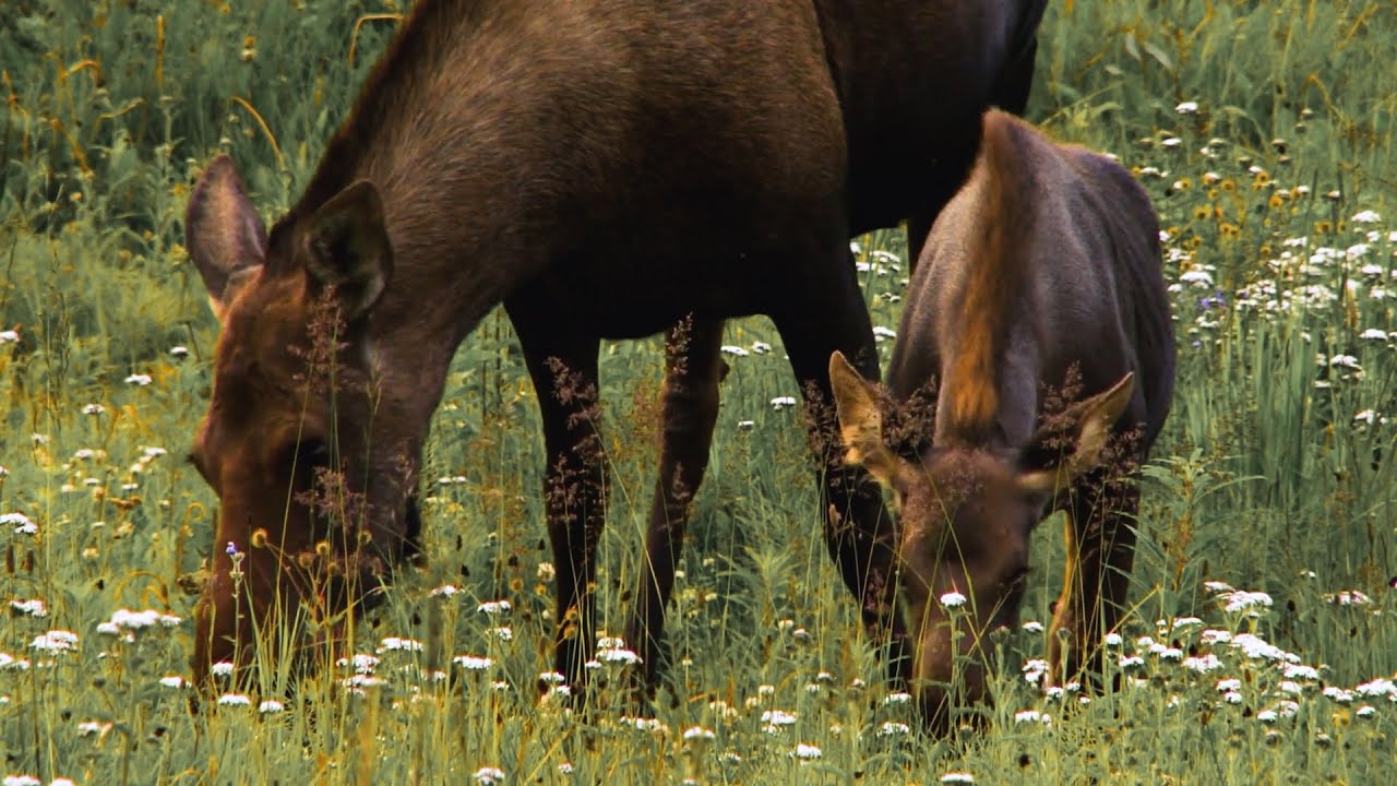 Native Report - Discovering the Moose - YouTube