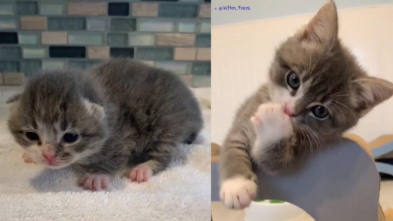 Cute kittens Random Videos - Cutest Random Clips | Cute kittens clips ...