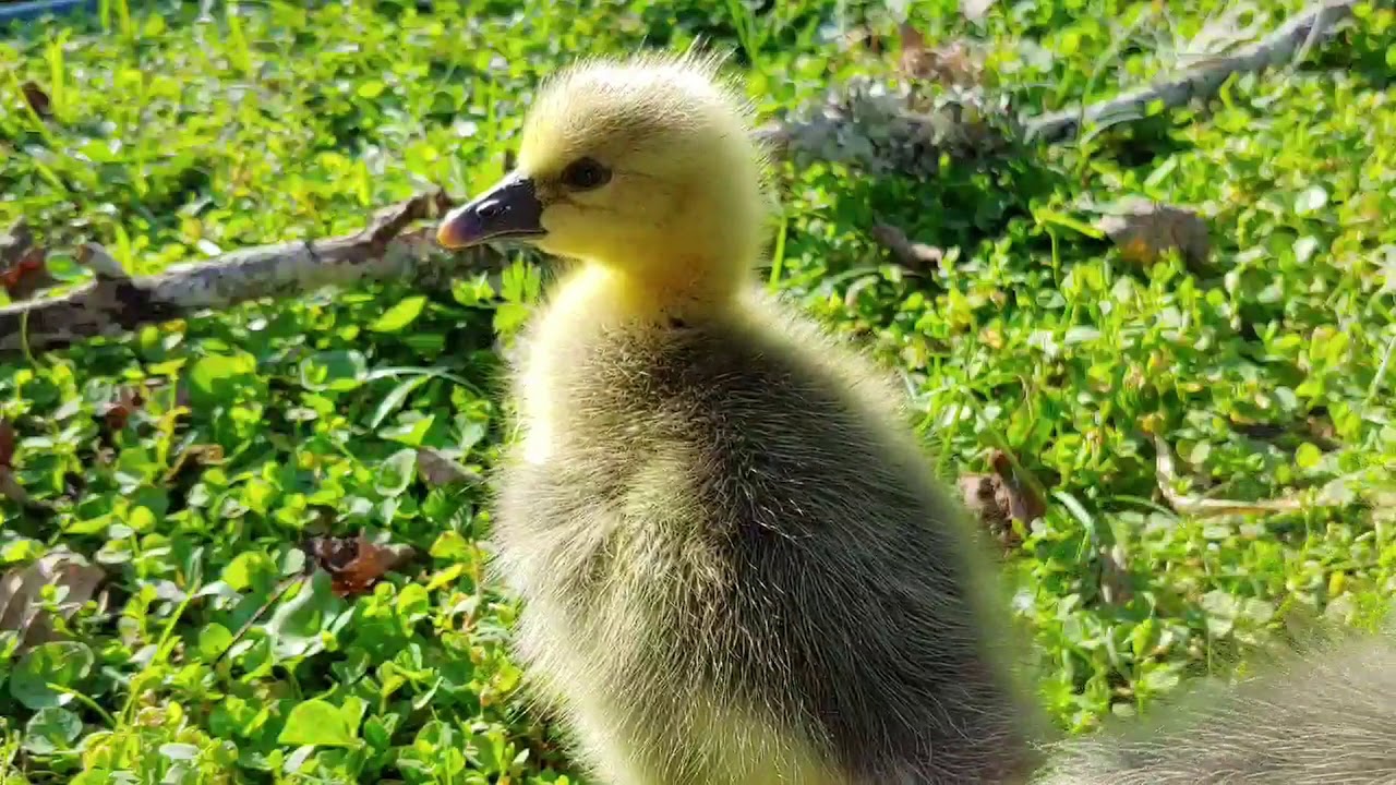 Baby Geese | Toulouse Goslings Only 3 Days Old! Extreme Cuteness! - YouTube