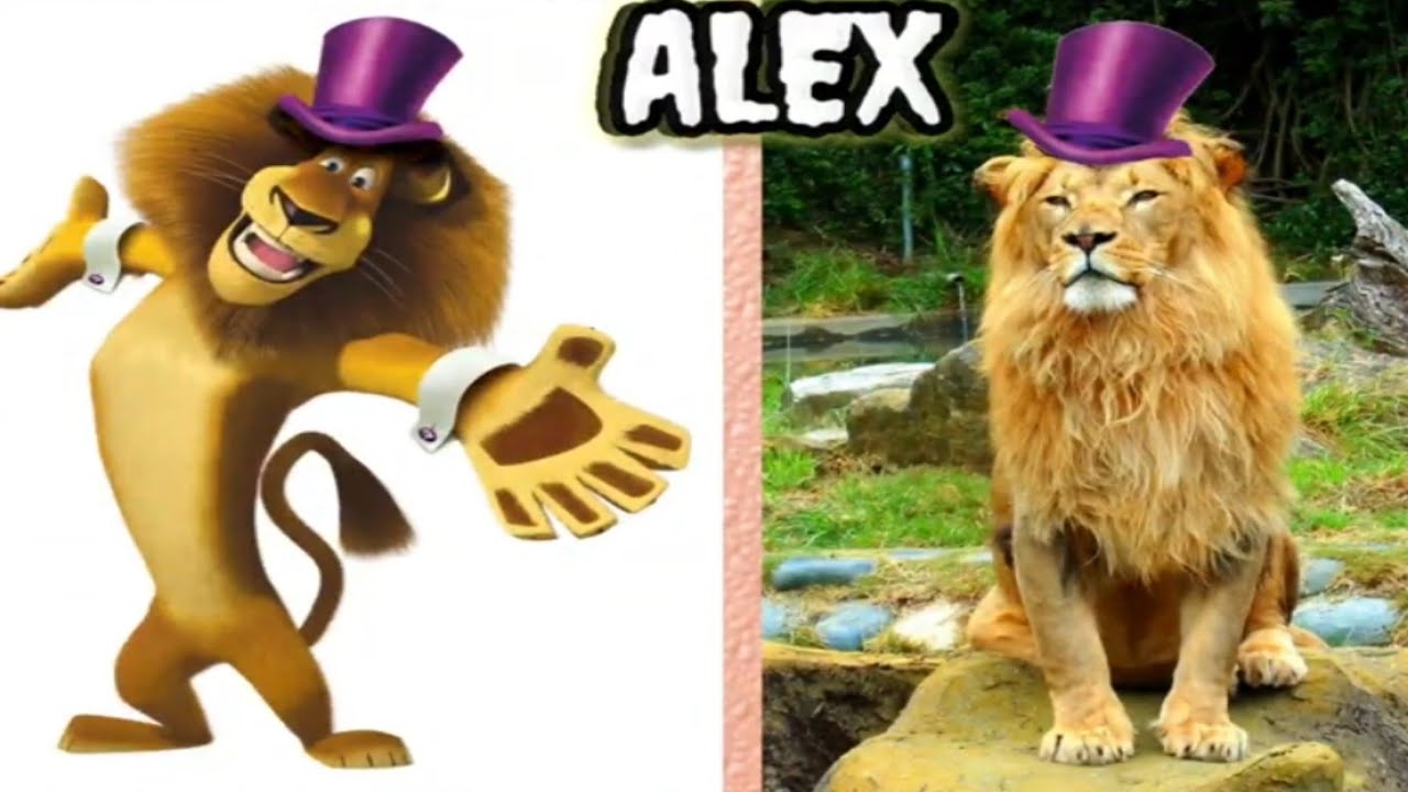 MADAGASCAR characters in Real Life 2021 |TAMZ Caliber - YouTube