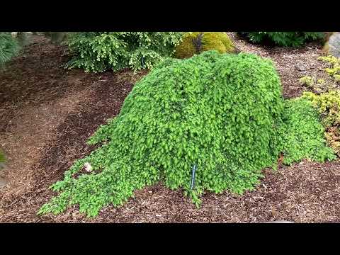 Tsuga heterophylla 'Thorsen's Weeping' Dwarf Western Hemlock  May 15, 2020