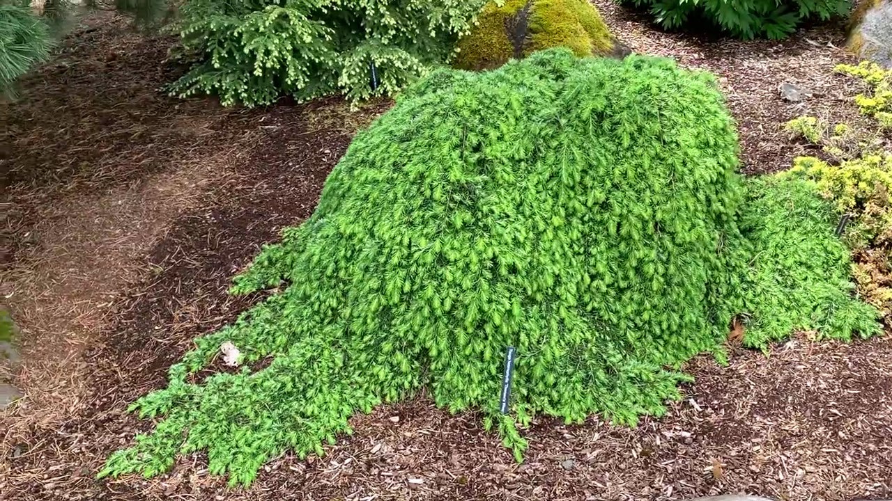 Tsuga heterophylla 'Thorsen's Weeping' Dwarf Western Hemlock May 15 ...