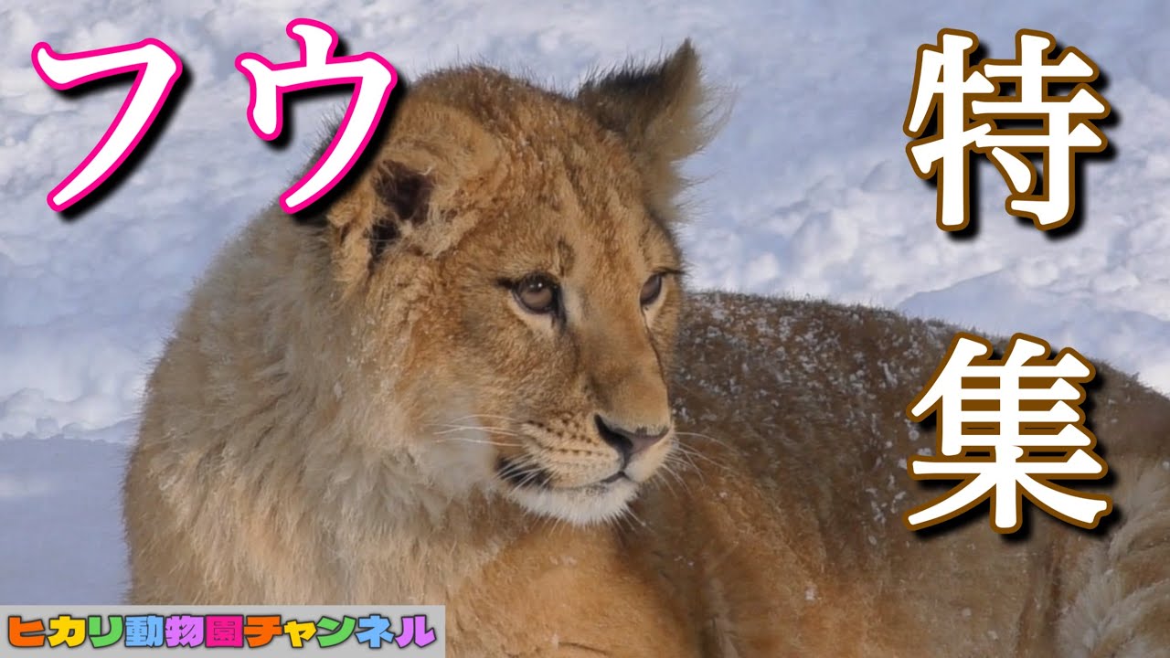 フウ特集。コロコロくりくりの小さい頃のフウ。オリトイオのライオンファミリー3姉妹＠旭山動物園/Fuu Special（Orito＆Io‘s ...