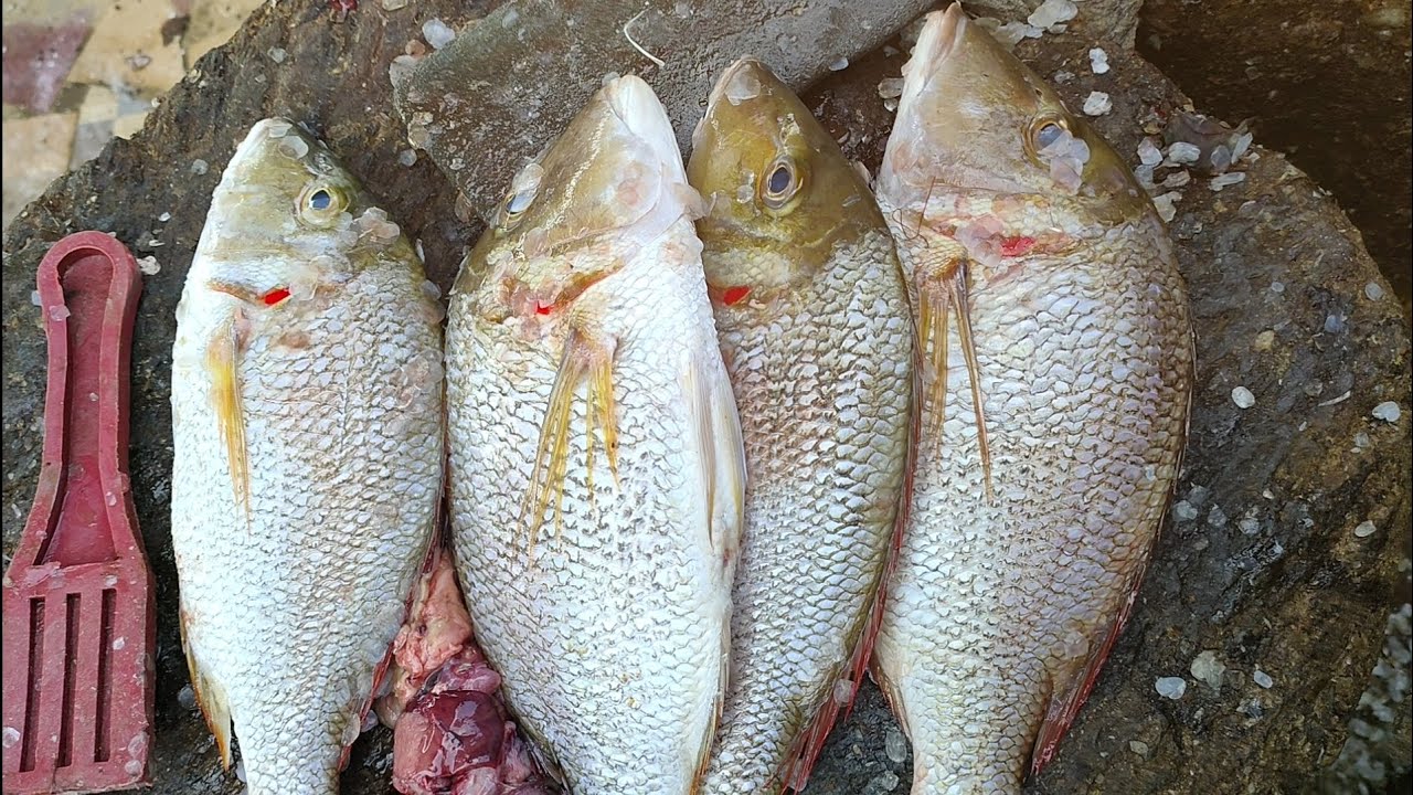 vilameen fish cutting videoskil🐠🐠🐠🐠🐠🐠#fishcutting #nagappattinam # ...