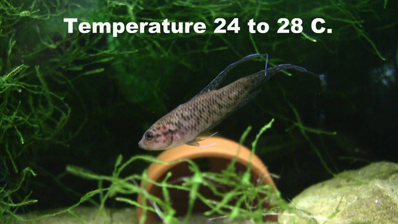 Malpulutta Kresteri Minor - YouTube