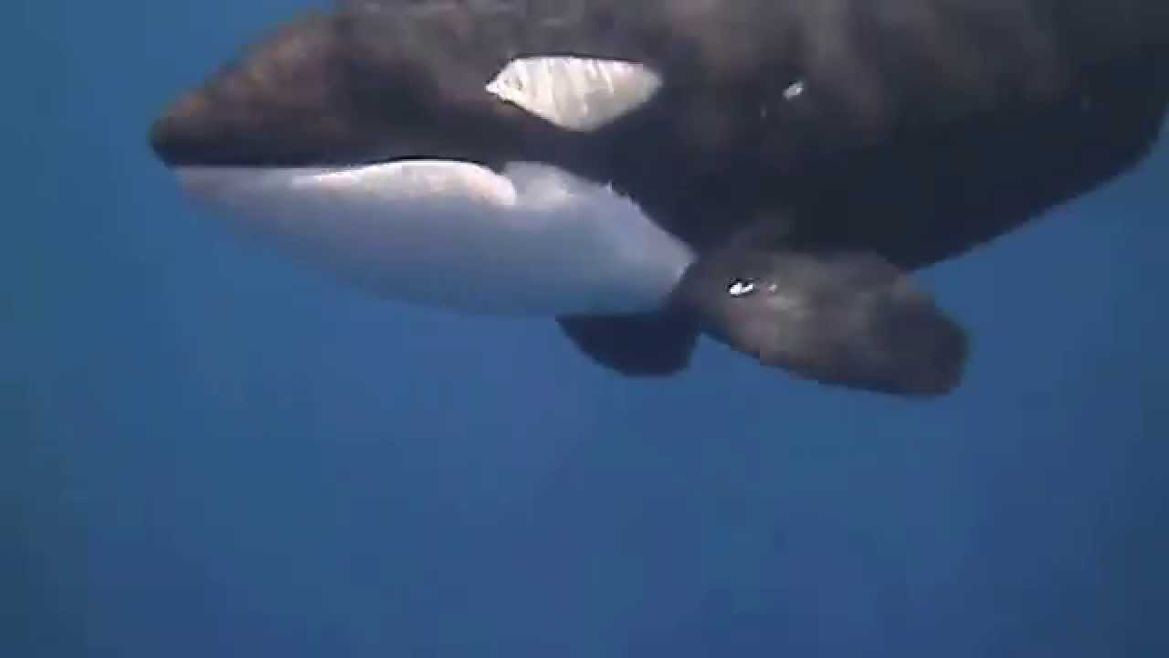 Orca video: Swimming with wild orcas - wild orca swim - YouTube