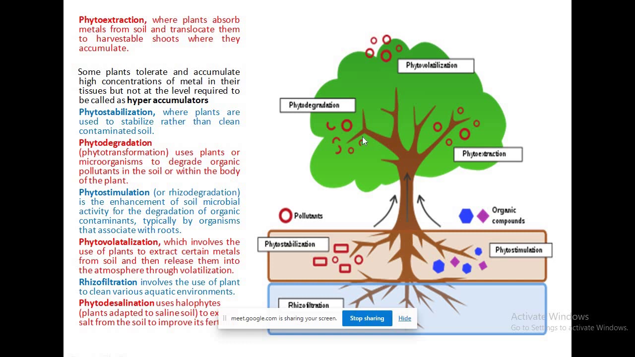 Phytostimulation