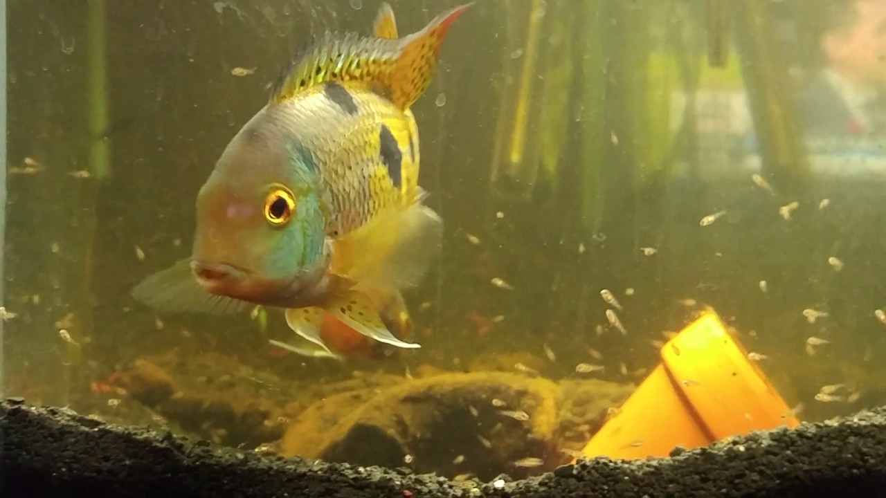 Macaw Cichlid spawn - YouTube