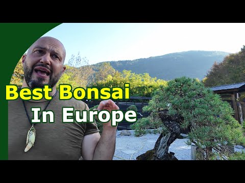 Visiting Mauro Stemberger (Bonsai Garden Tour at Italian Bonsai Dream)