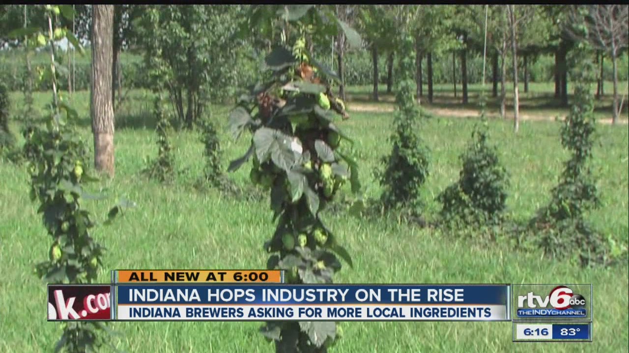 Farmers grow Indiana hops for Indiana beer - YouTube