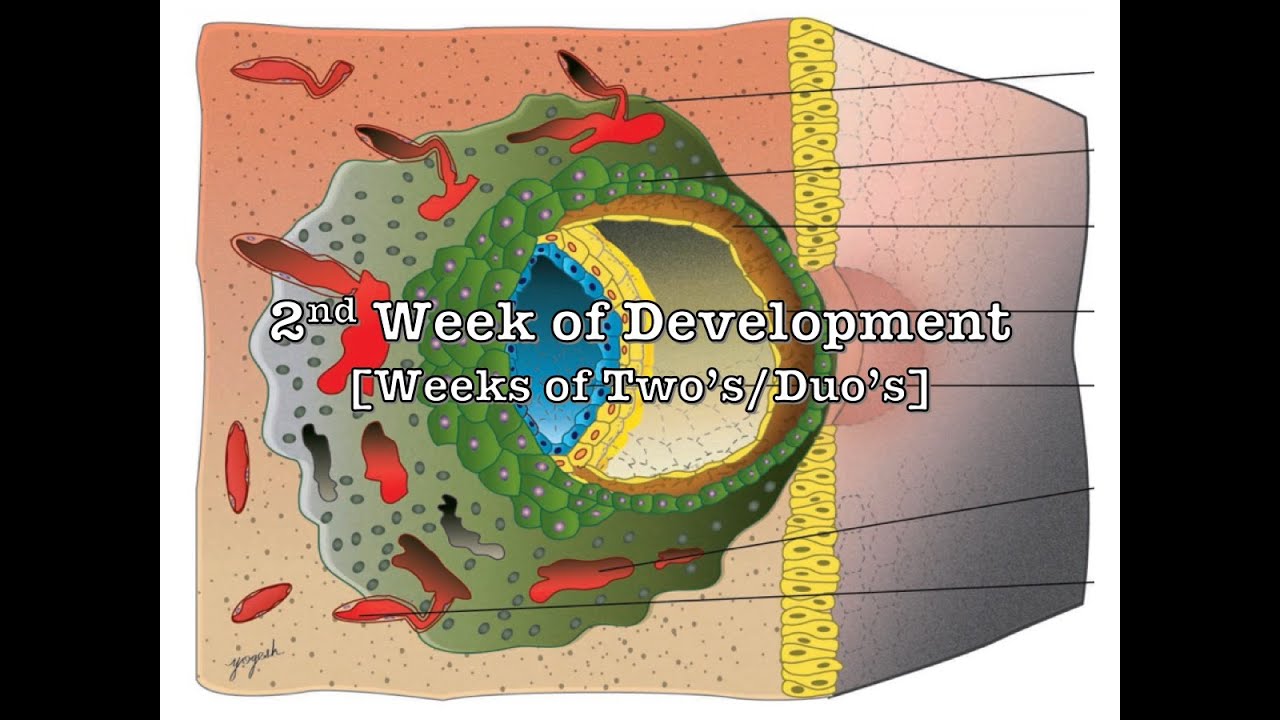 Embryology | 2nd week of embryonic development | Week of Two's/Duo's ...