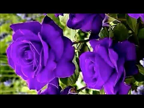 ALİ ERCAN   SD    İNSANLIĞA GELİN DEDİ  MUHAMMED