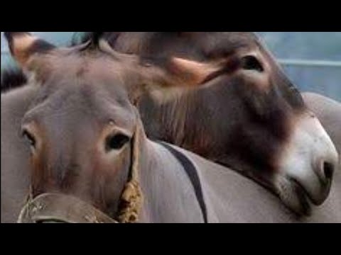 donkey love's #donkey - YouTube
