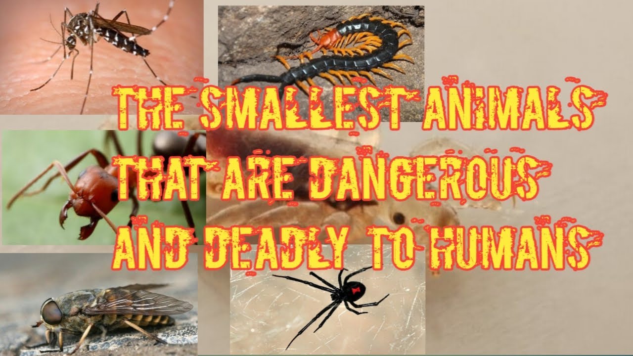 THIS IS THE LIST OF THE SMALLEST ANIMALS THAT ARE DANGEROUS AND DEADLY ...