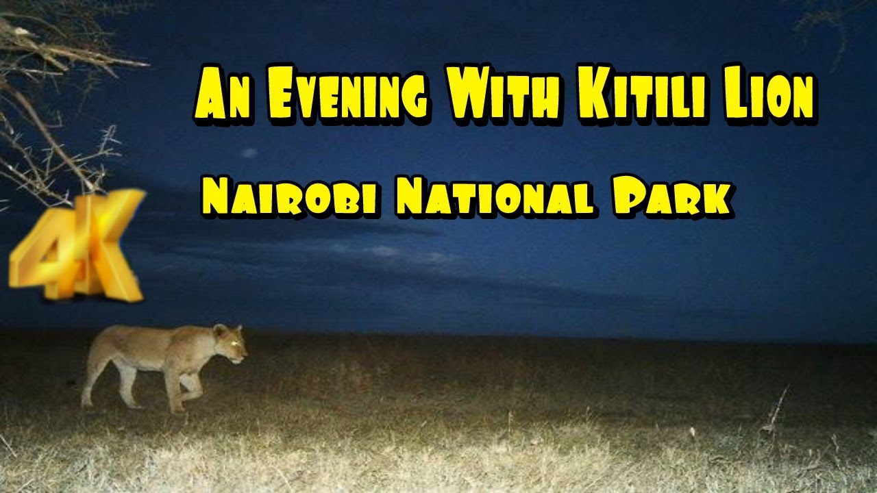 An Evening With Kitili Lion - YouTube