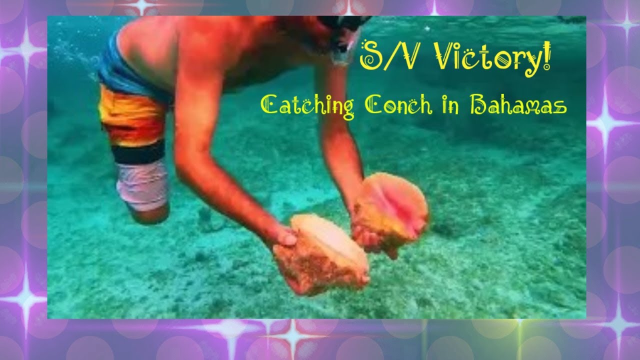 S/V Victory! Gathering Conch at Leaf Cay Bahamas - Sailing Adventure ...